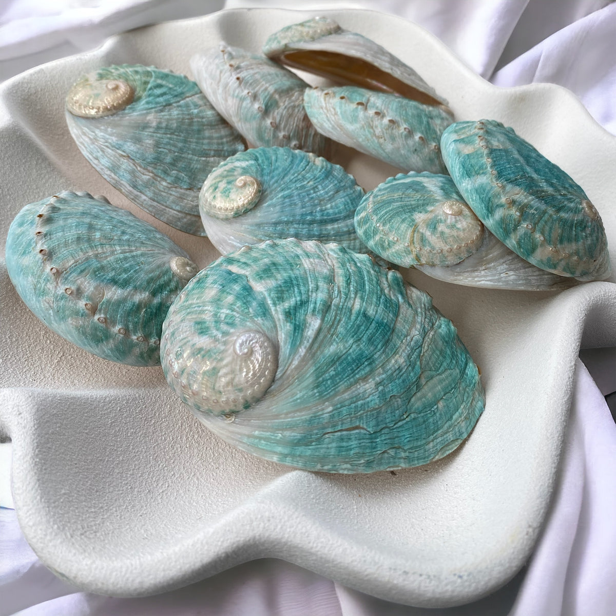 Small Abalone Shell 🐚 – Twinkle Wellness