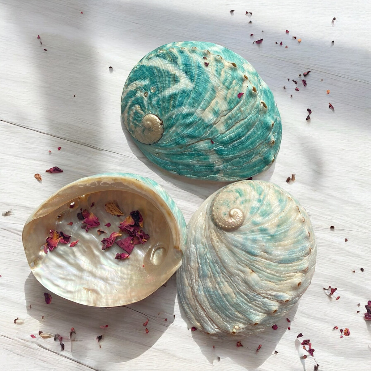 Small Abalone Shell 🐚 – Twinkle Wellness